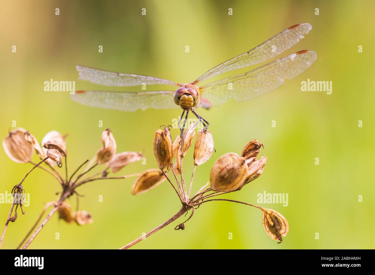 Sympetrum vulgatum, vagrant darter or moustached darter front view ...