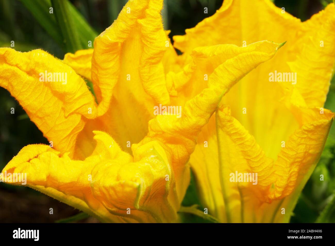 Big yellow flower of vegetable marrow, сourgette Stock Photo - Alamy