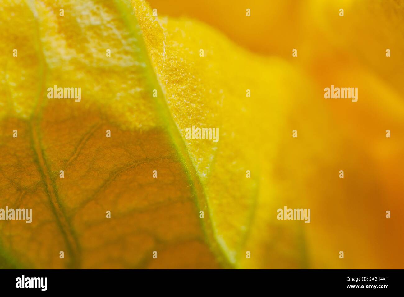 Big yellow flower of vegetable marrow, сourgette Stock Photo - Alamy