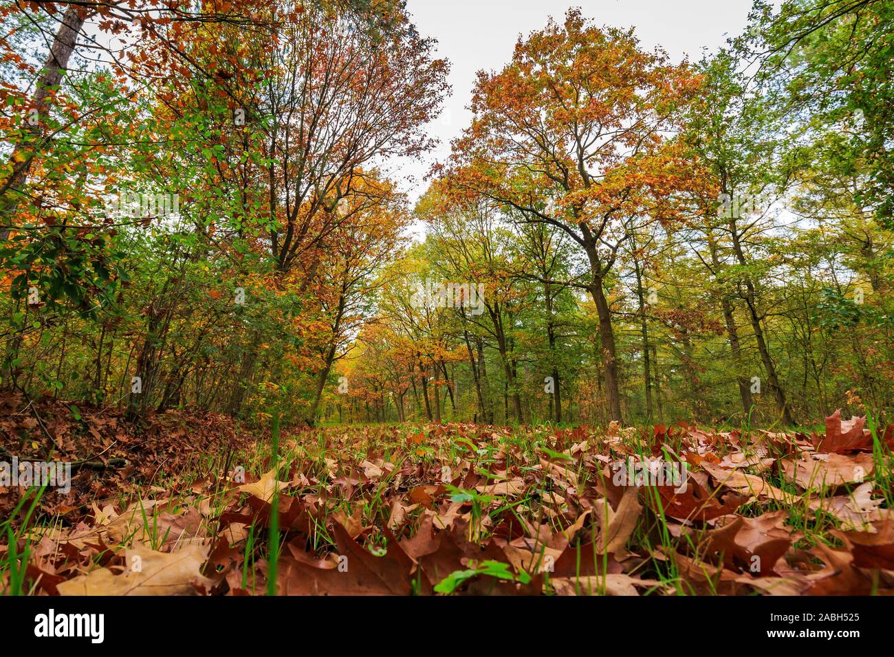 Daylight colors hi-res stock photography and images - Alamy