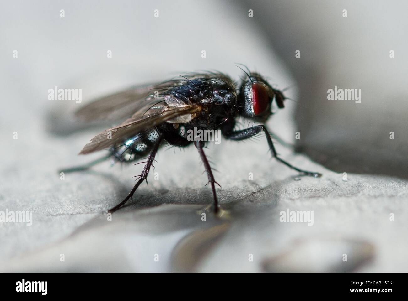 Kitchen puddle hi-res stock photography and images - Alamy