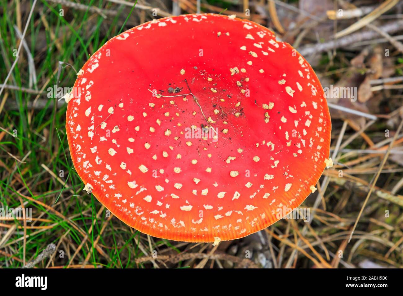 Red top mushroom hi-res stock photography and images - Alamy