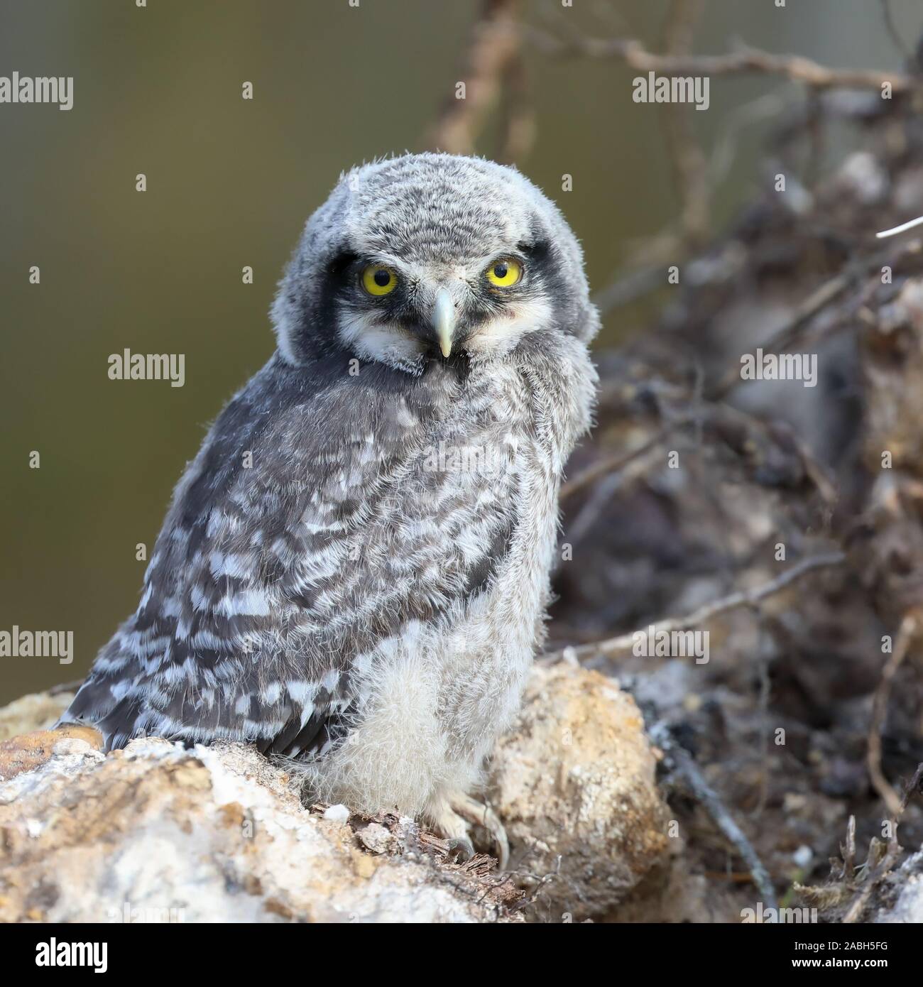 northern hawk owl Stock Photo - Alamy
