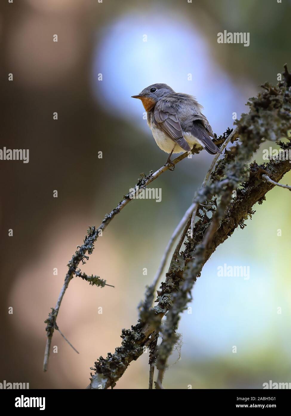 Flycatcher migration hi-res stock photography and images - Alamy