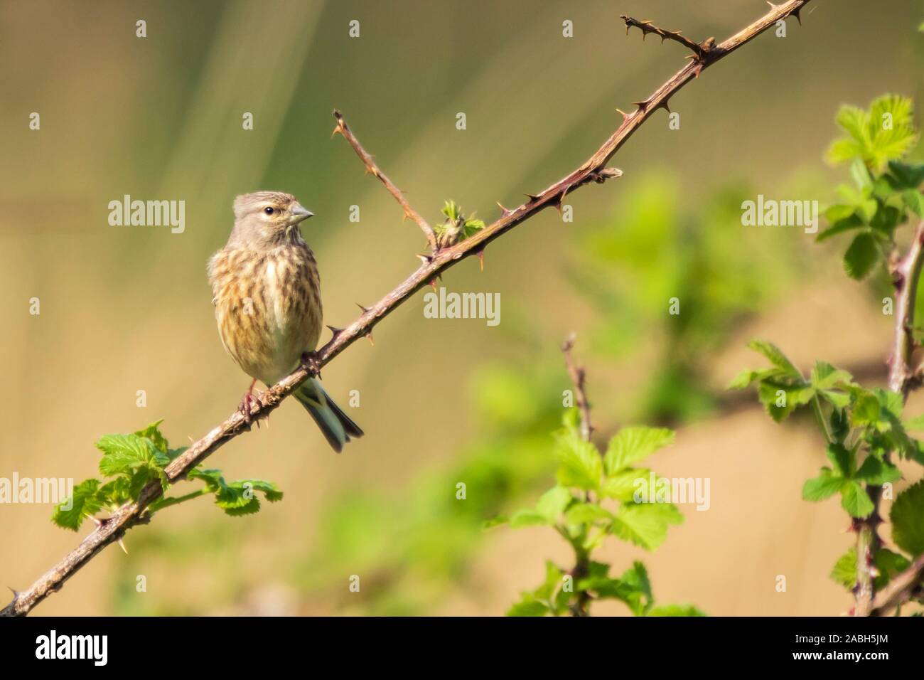 Female linnet hi-res stock photography and images - Alamy