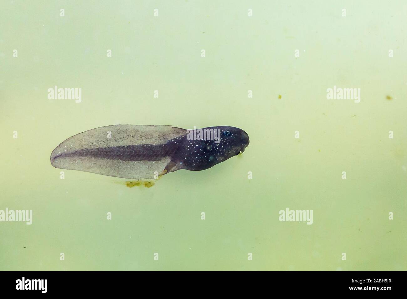 Natural underwater view on a tadpole swimming in water with algeas ...