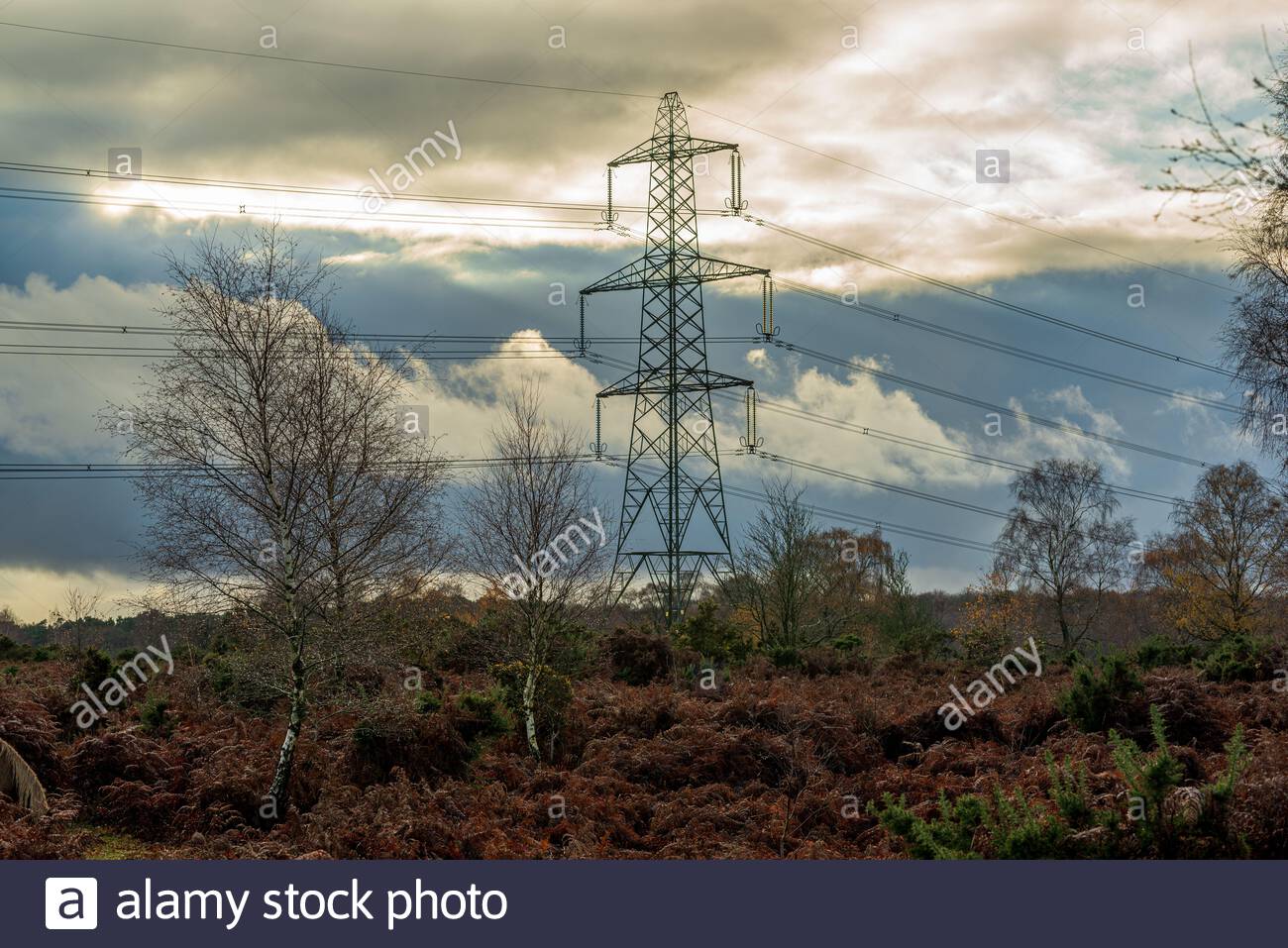 Woodgreen Stock Photos & Woodgreen Stock Images - Alamy