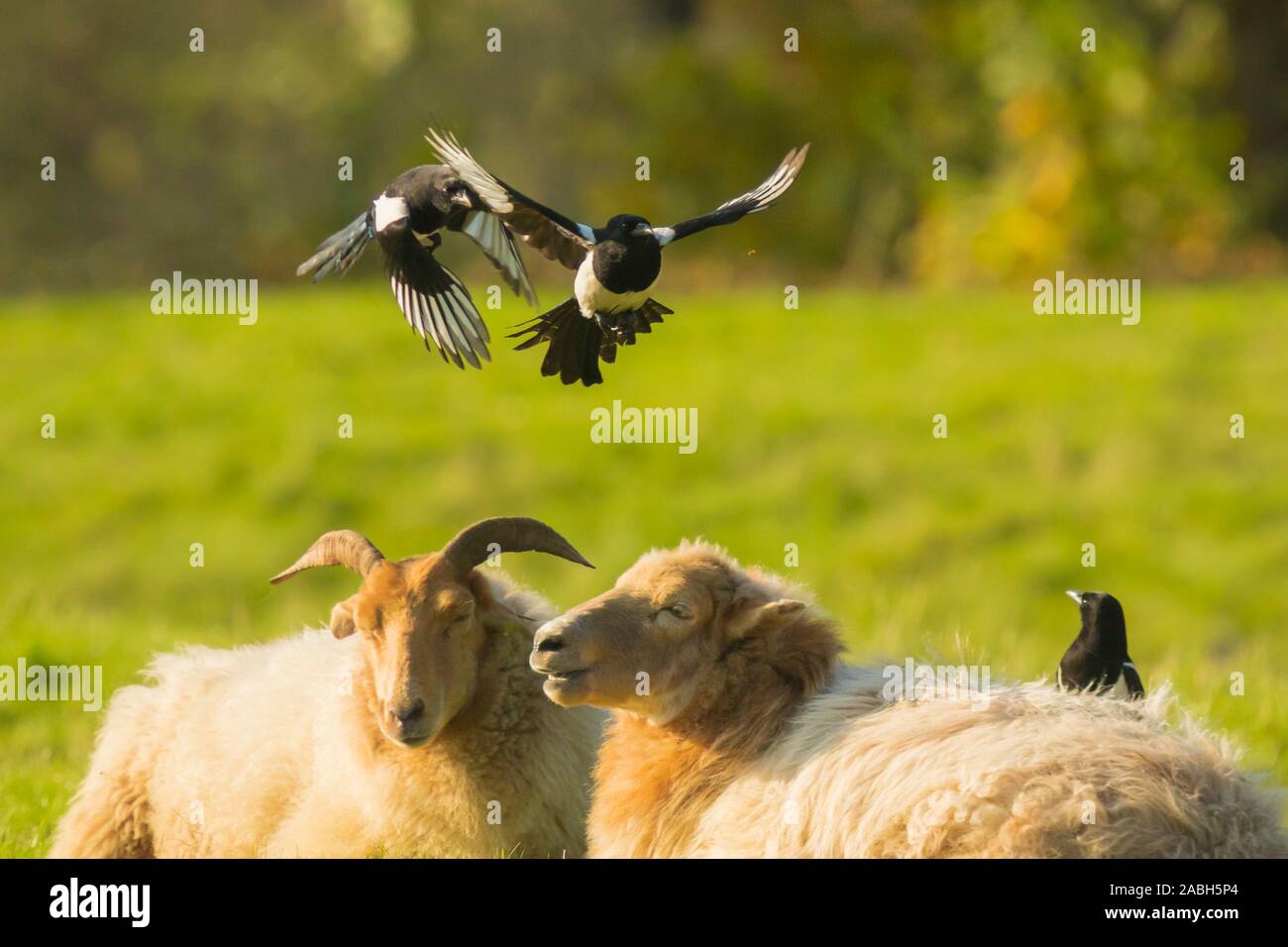 Flying sheeps hi-res stock photography and images - Alamy