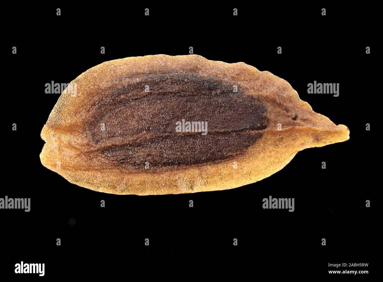 Syringa vulgaris, Lilac, Flieder, seed, close up, seed size 8-10 mm ...