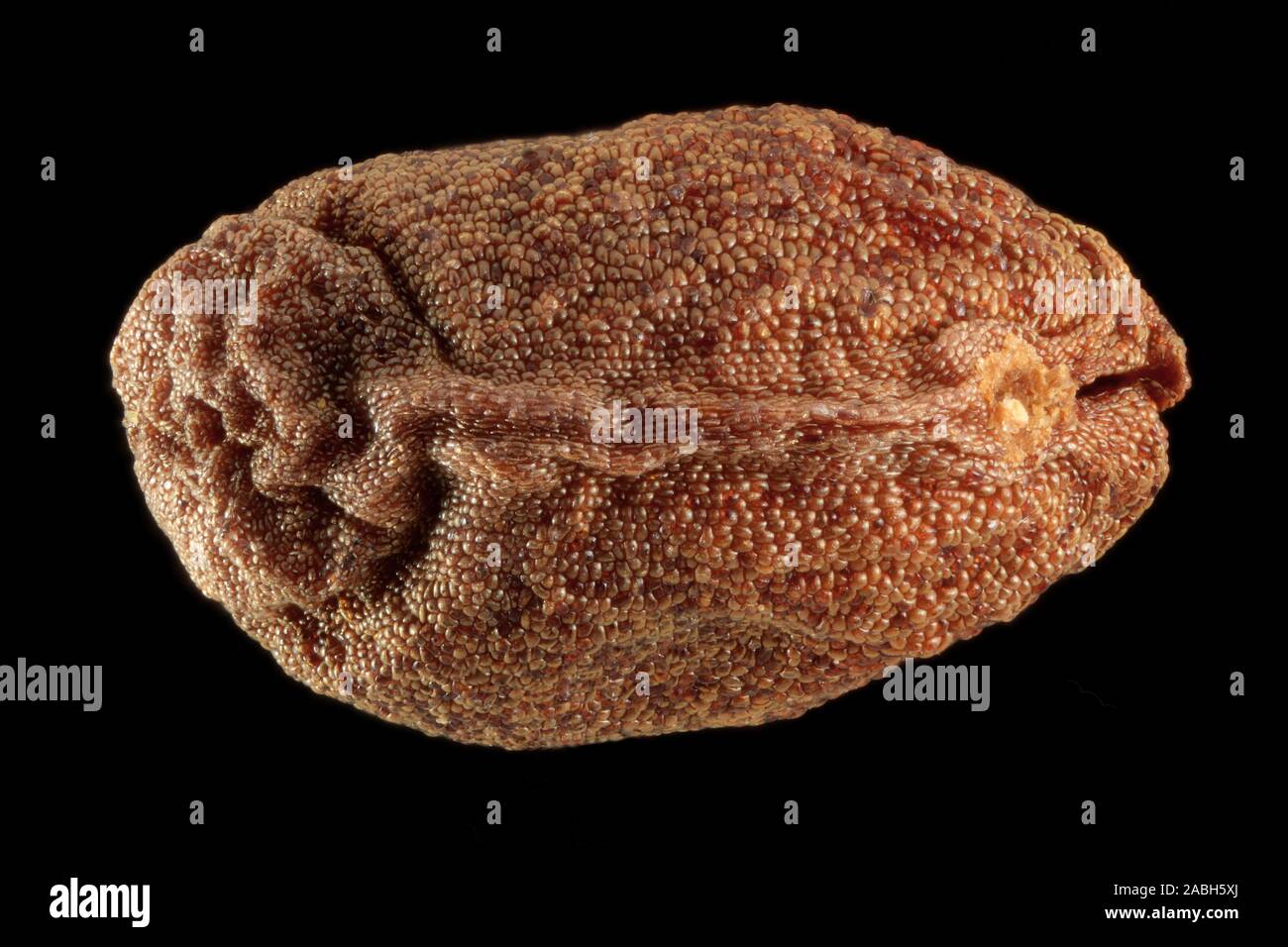 Mexican tiger flower hi-res stock photography and images - Alamy