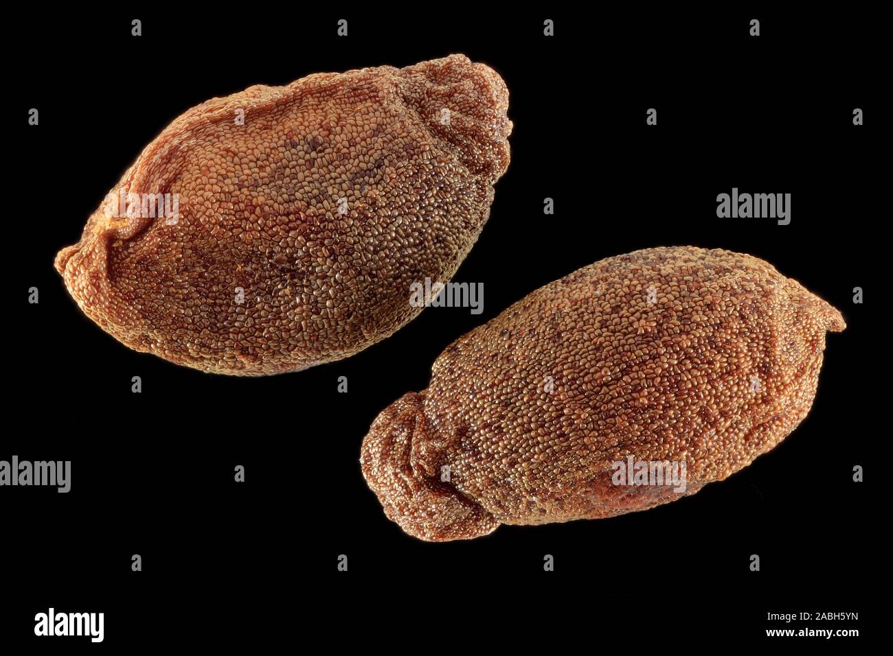 Echte tigerblume hi-res stock photography and images - Alamy