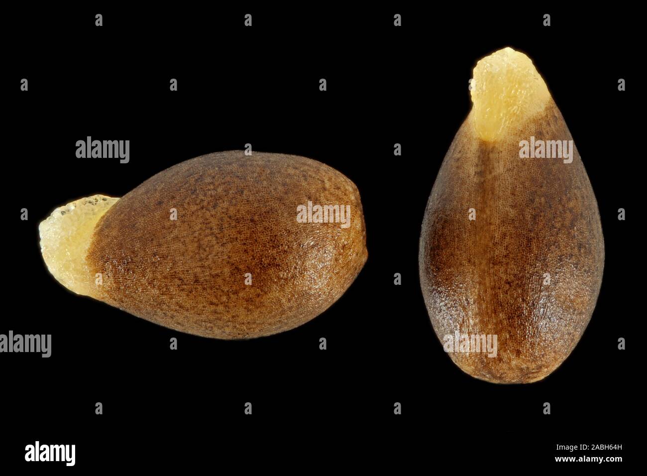 Viola plant seed hi-res stock photography and images - Alamy