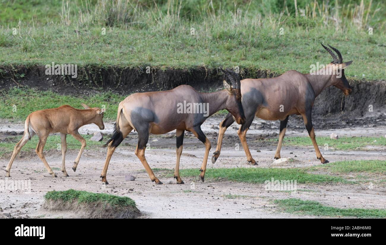 Female and young topi (Damaliscus lunatus jimela) walk along a dry ...