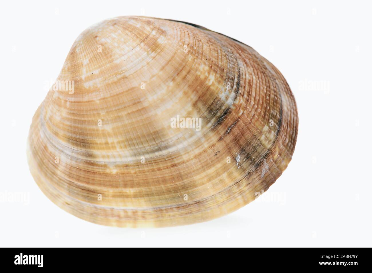 Conch spiral mollusk isolated on white background Stock Photo - Alamy