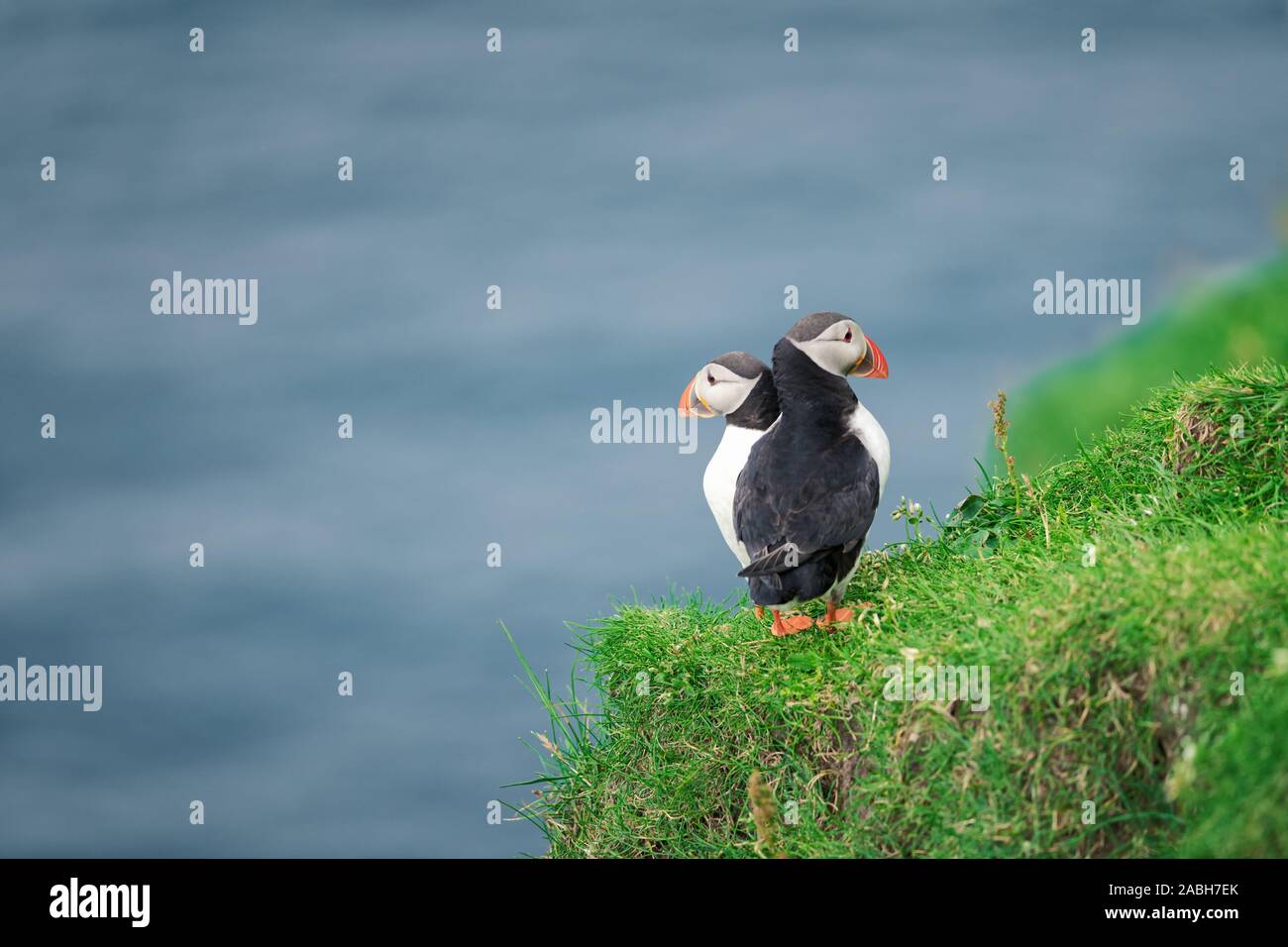Couple of famous faroese birds - puffins on the edge of grassy coast of ...