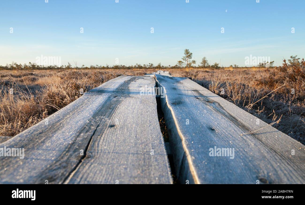 Wooden path in a bog with white hoarfrost Stock Photo - Alamy