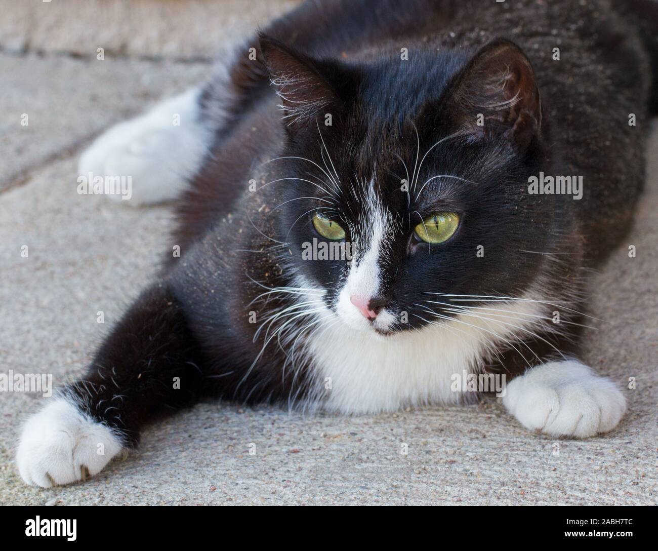 Young cat on the beton surface Stock Photo - Alamy