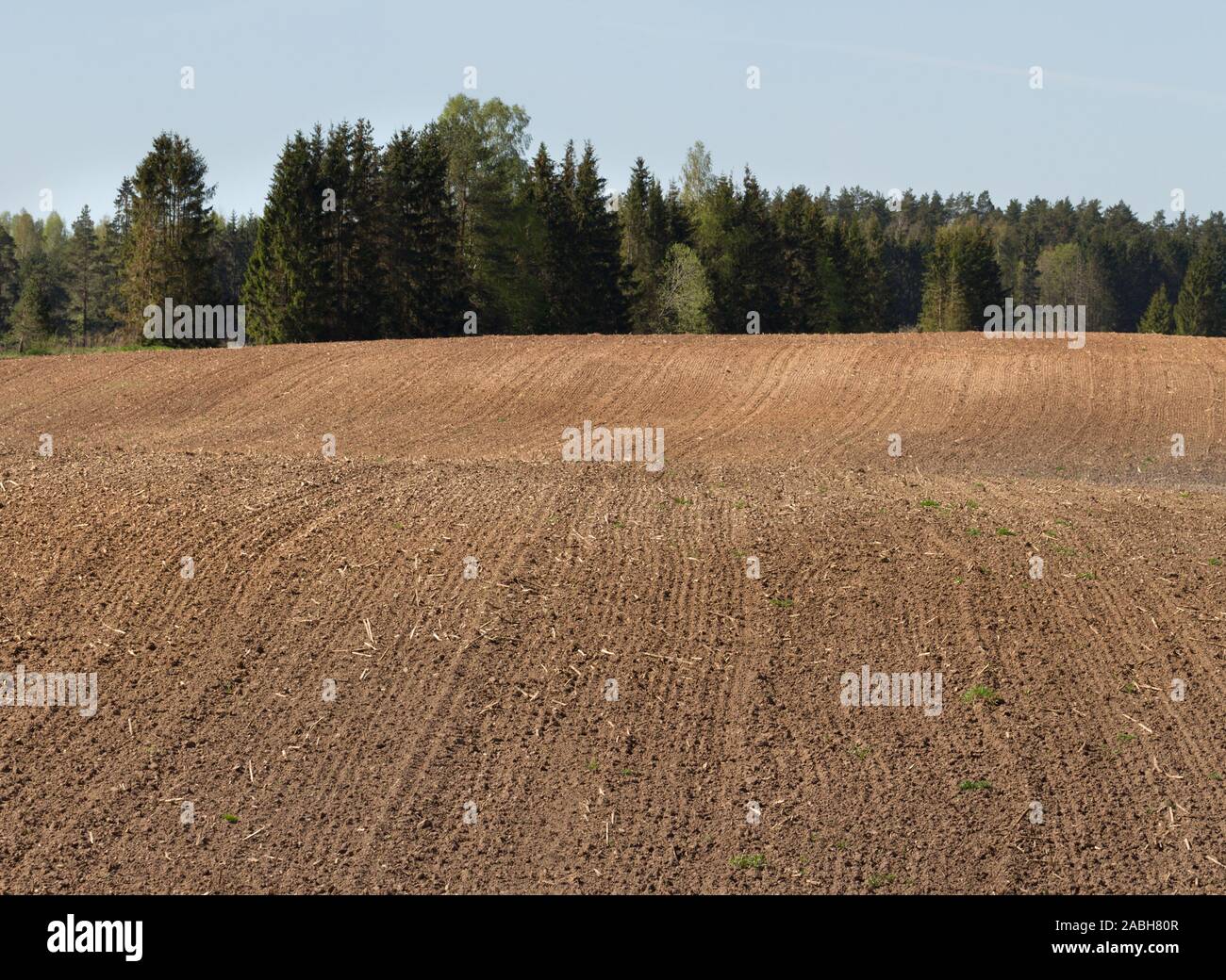 Natural plowed field without a weed Stock Photo - Alamy