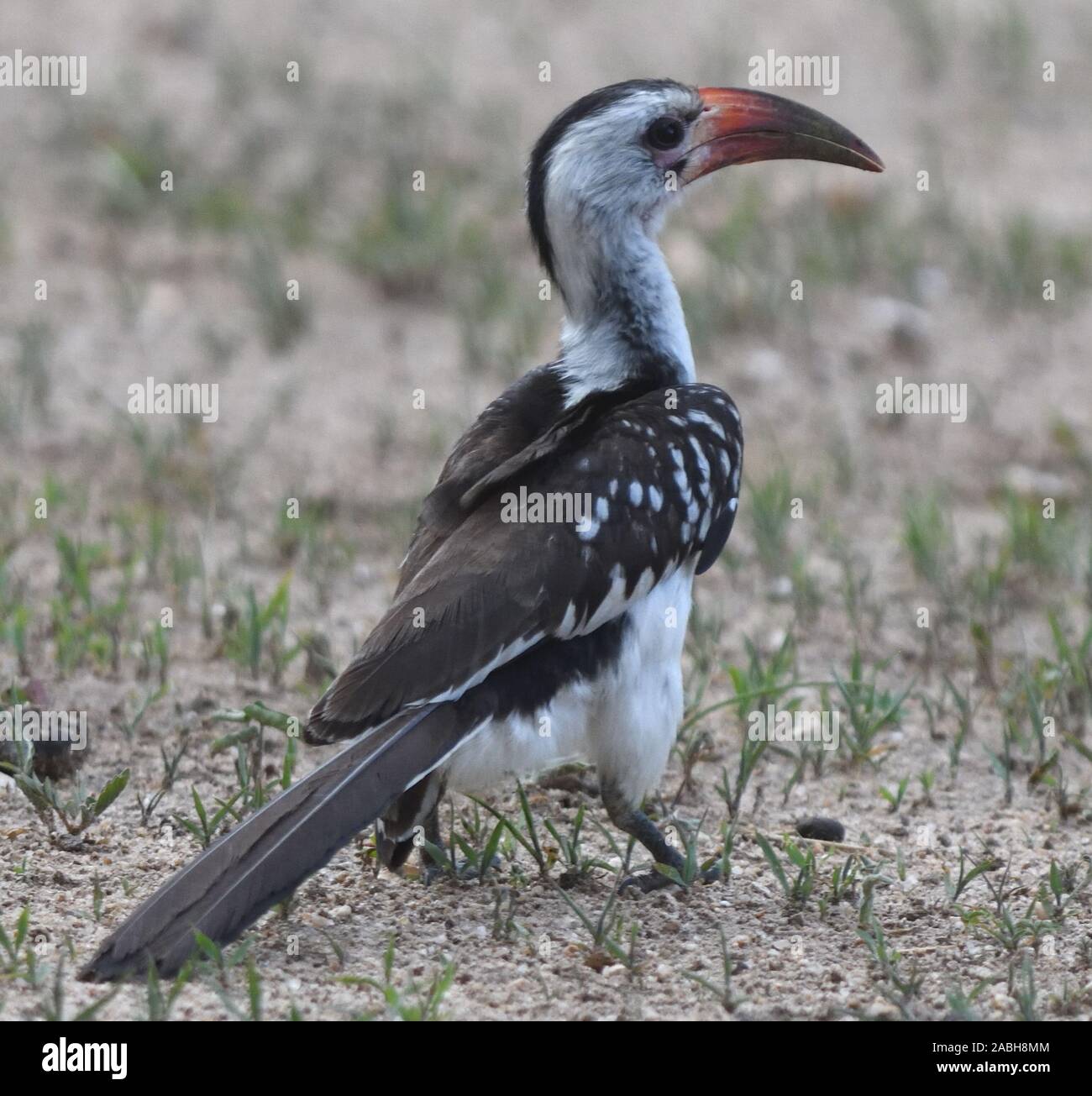 Termite feeding bird hi-res stock photography and images - Alamy