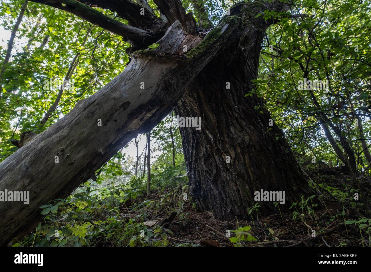 Big green broken tree branch. broken tree on a sunny summer day. forest ...