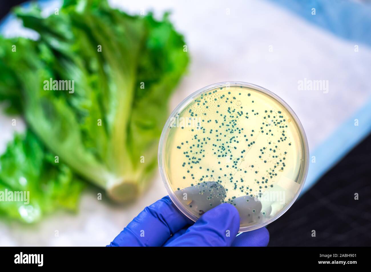 Bacterial contamination in romaine lettuce Stock Photo - Alamy