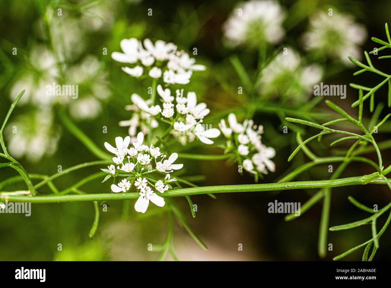 Coriander coriandrum sativum flowering hi-res stock photography and images - Alamy