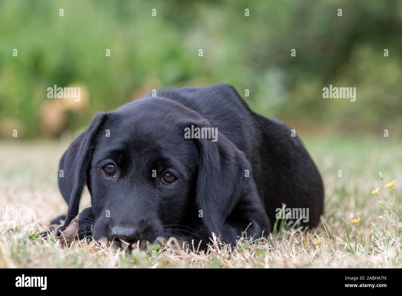 Portrait of an 11 week old black Labrador relaxing on the grass Stock ...