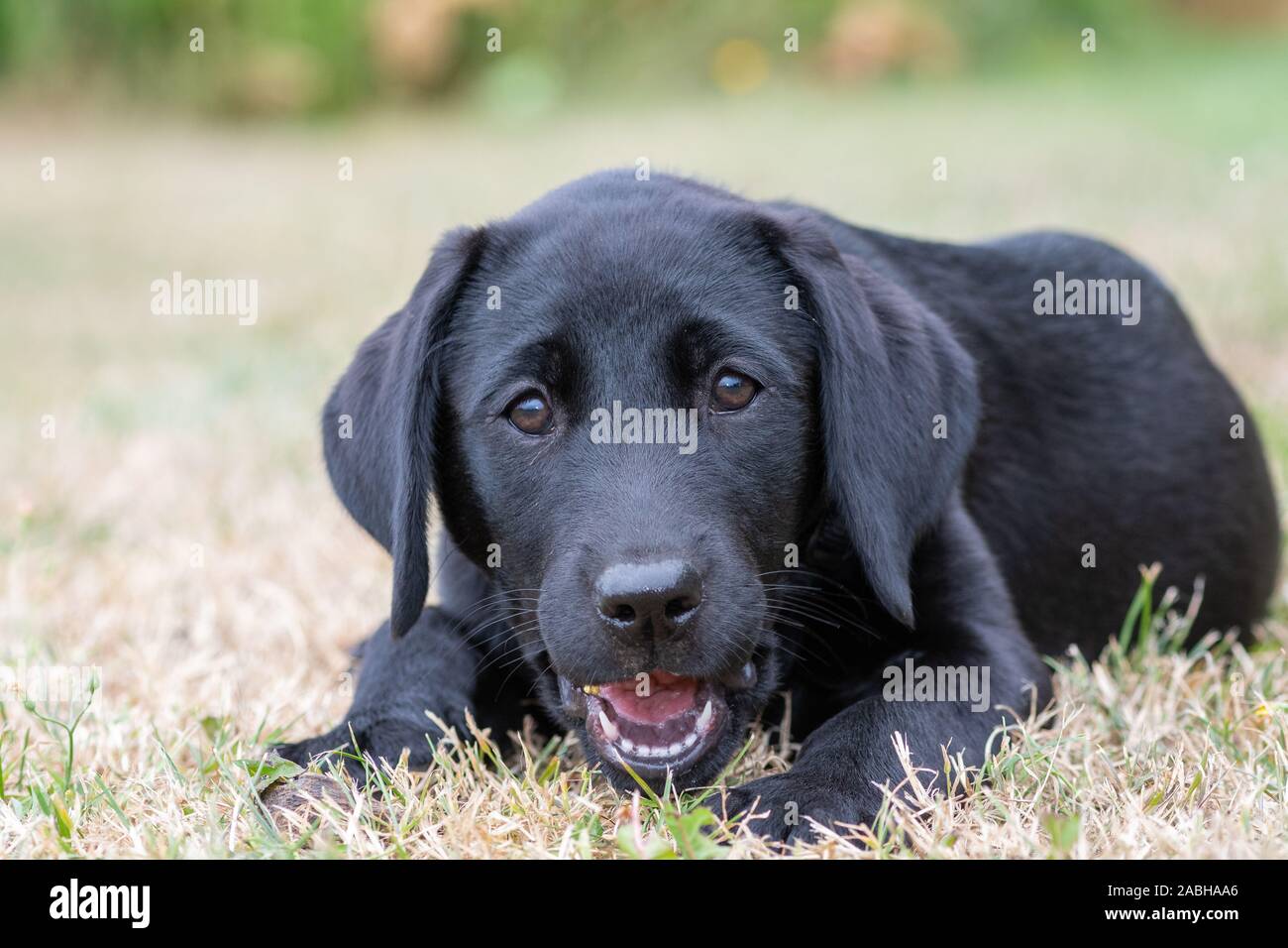 Portrait of an 11 week old black Labrador relaxing on the grass Stock ...