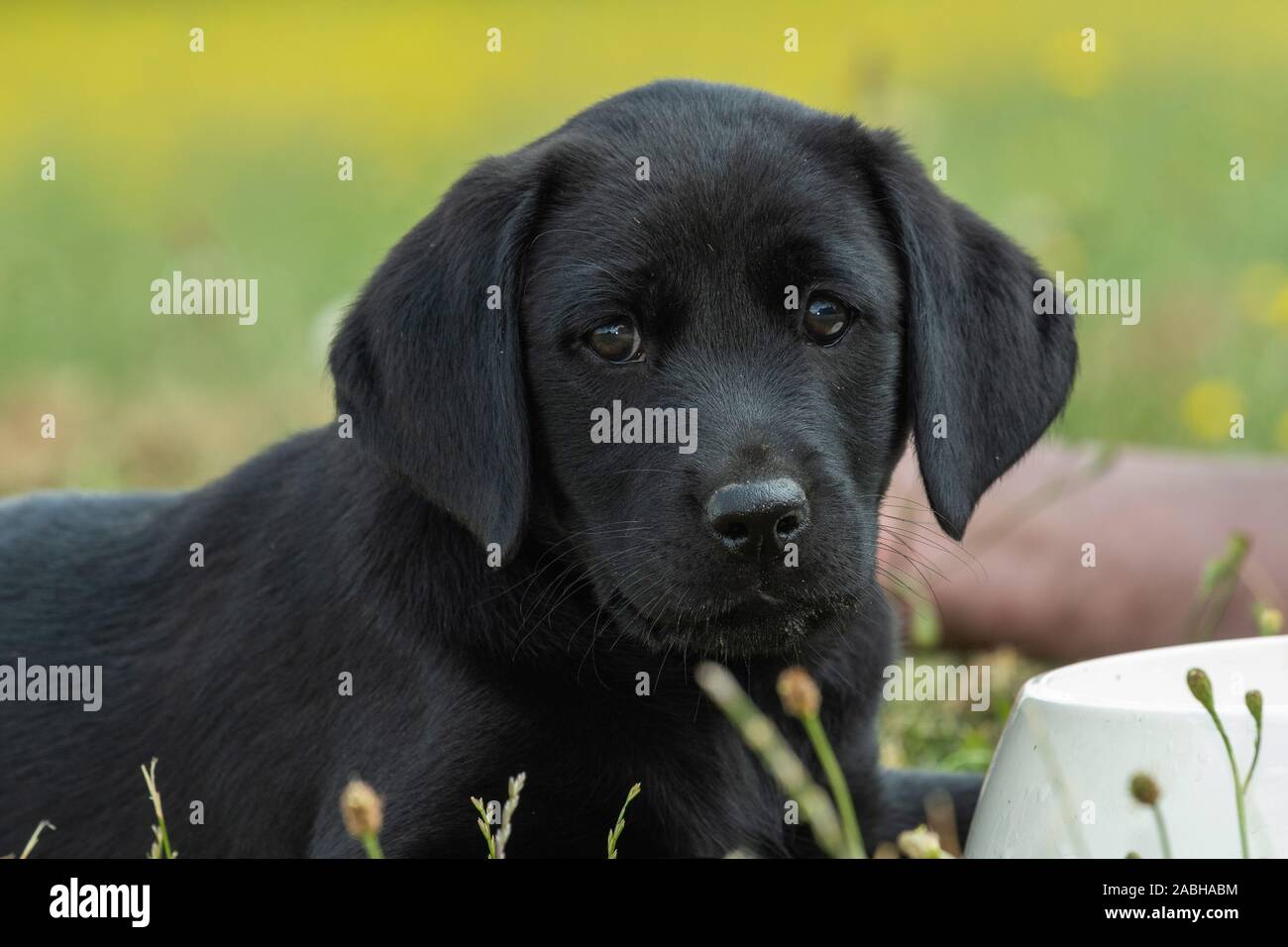 Cute portrait of an 8 week old black Labrador puppy Stock Photo - Alamy