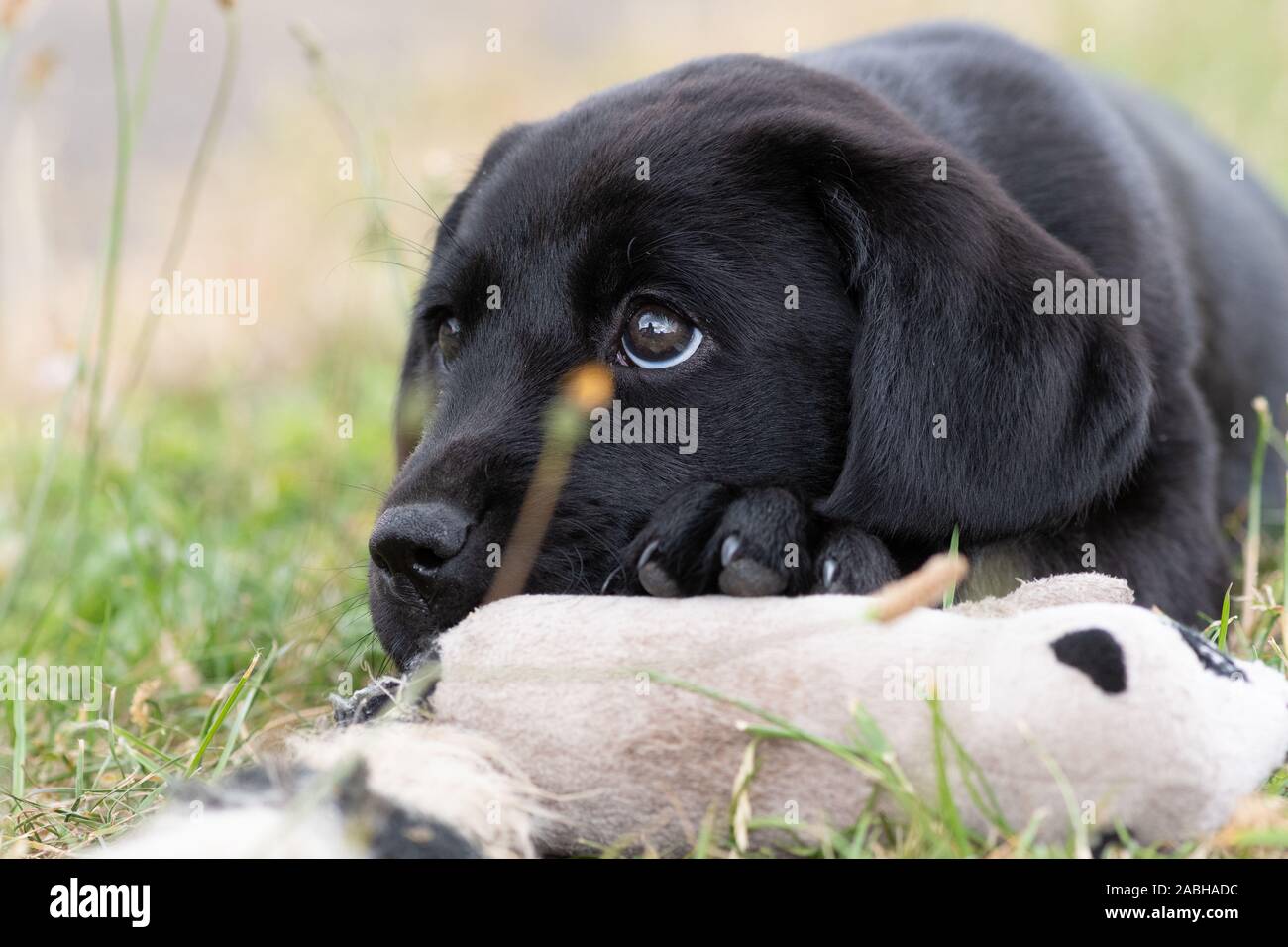 Cute portrait of an 8 week old black Labrador puppy sitting on the ...