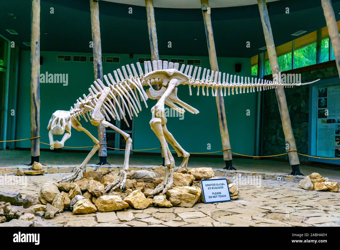 Seismosaurus Skeleton