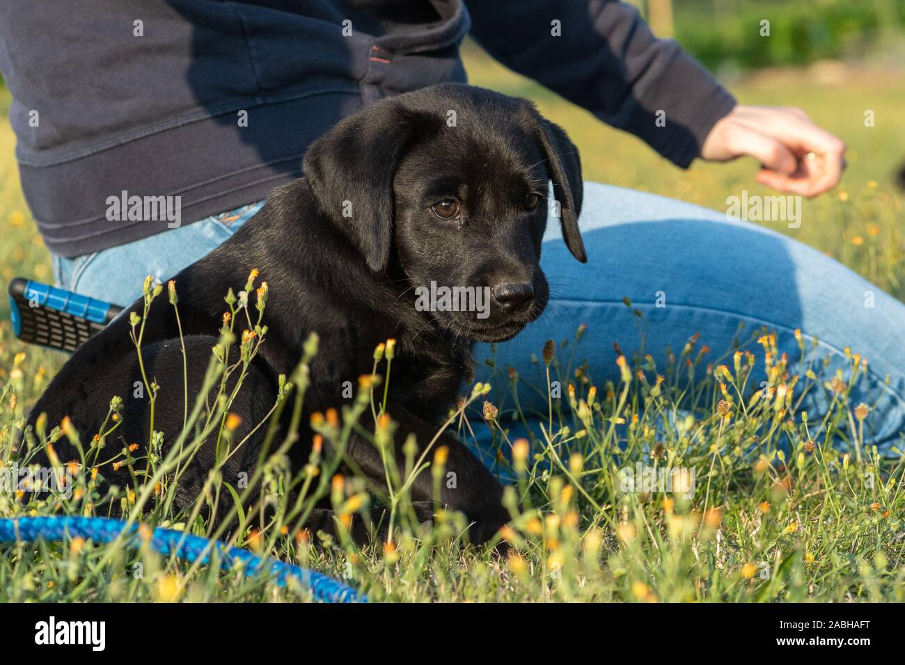 Portrait of an 8 week old black Labrador puppy sitting in the grass ...