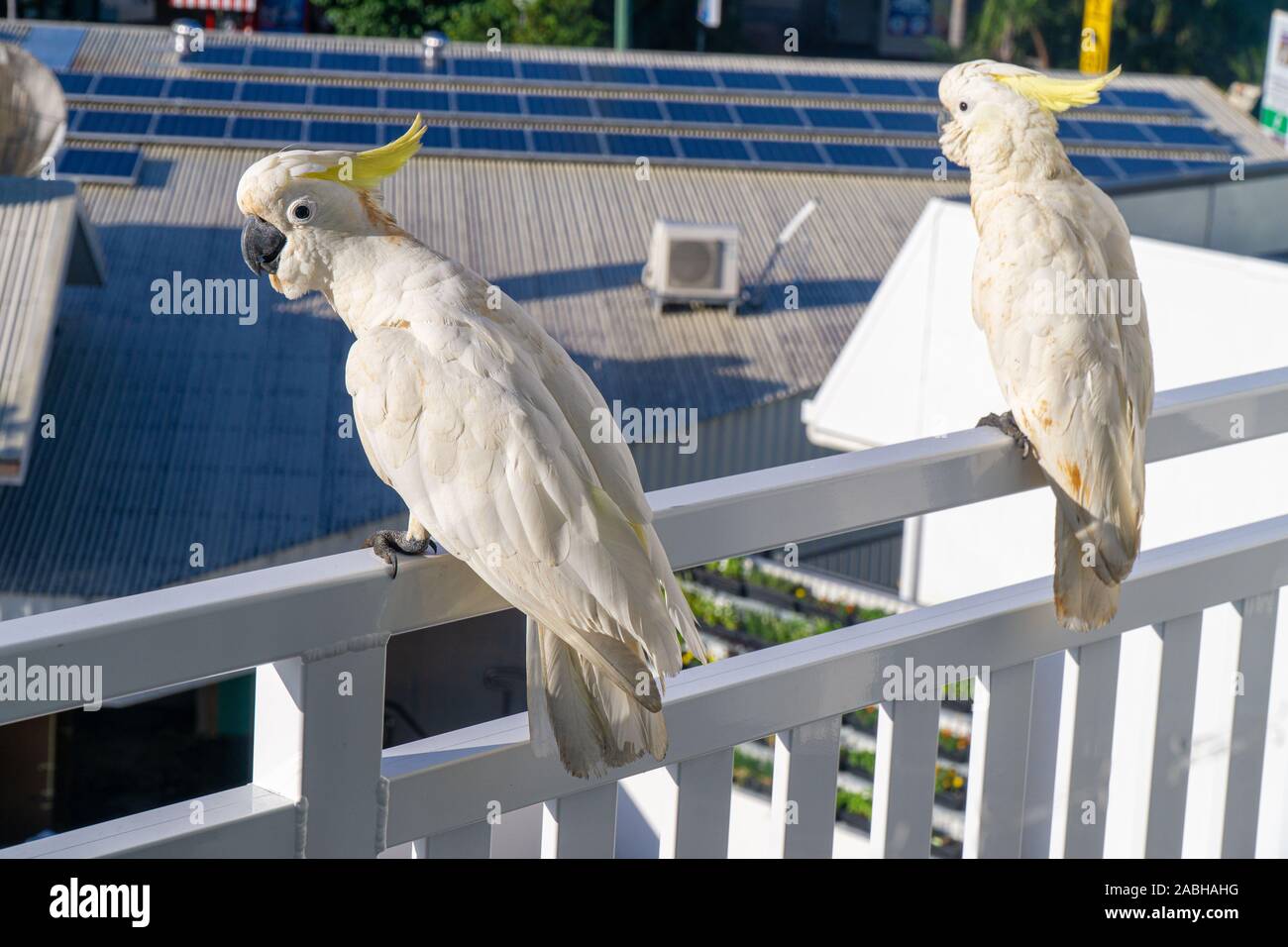 some white cockatoos sitting on the white balcony area in a hotel in ...