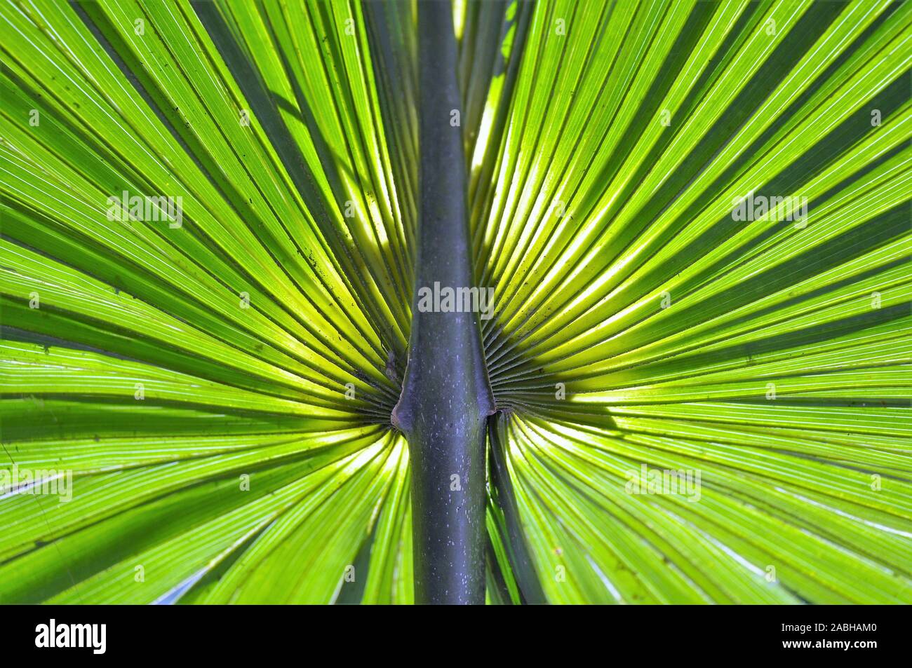 Palm_leaf hi-res stock photography and images - Alamy