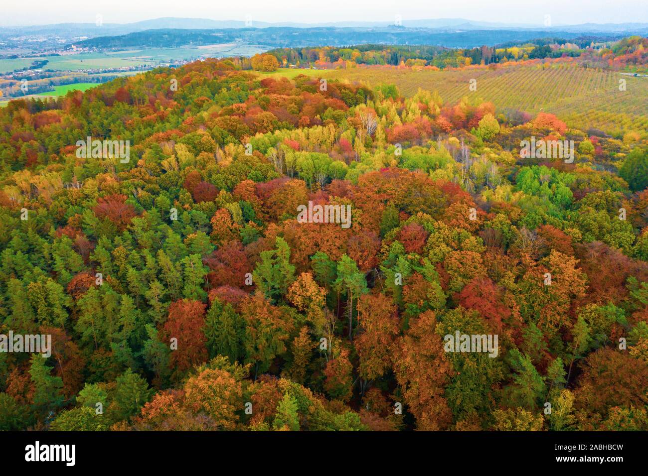 Gold from the forest hi-res stock photography and images - Alamy