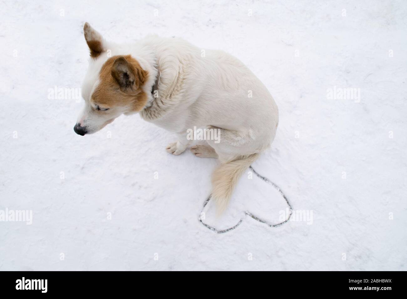 Sad white wolf in hi-res stock photography and images - Alamy