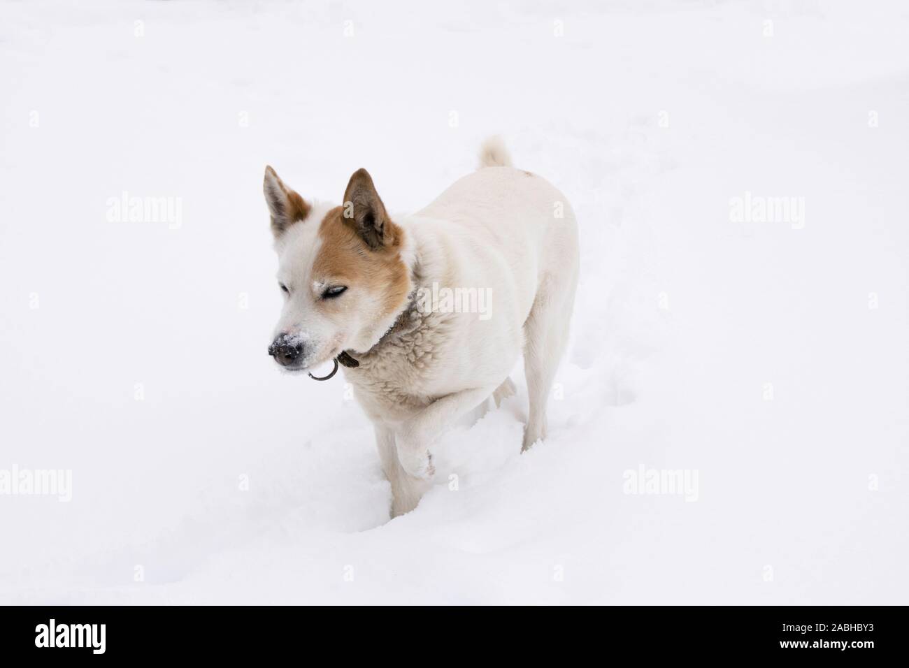 White dog walking through the deep snow Stock Photo - Alamy