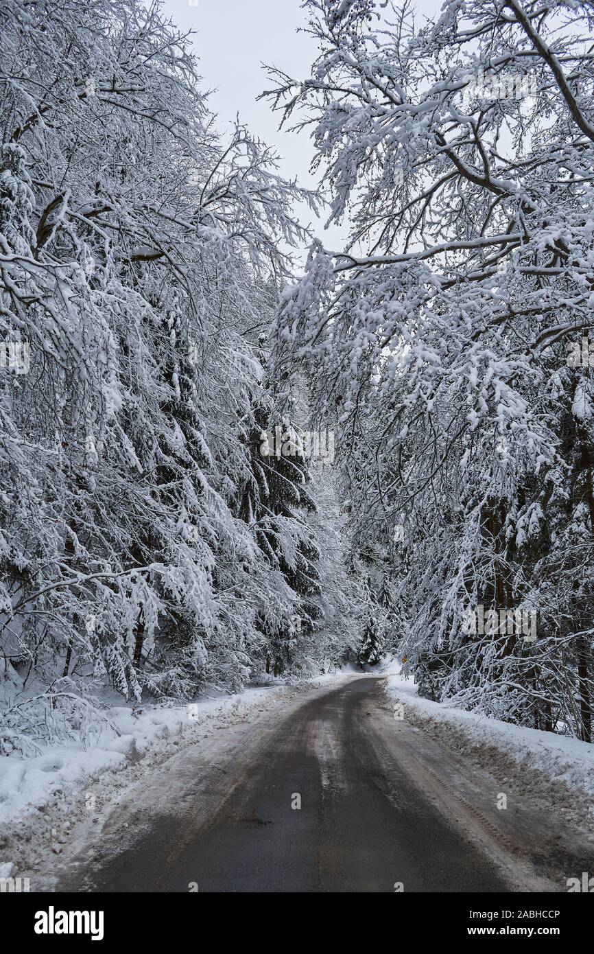 Winter landscape, forest and a road Stock Photo - Alamy