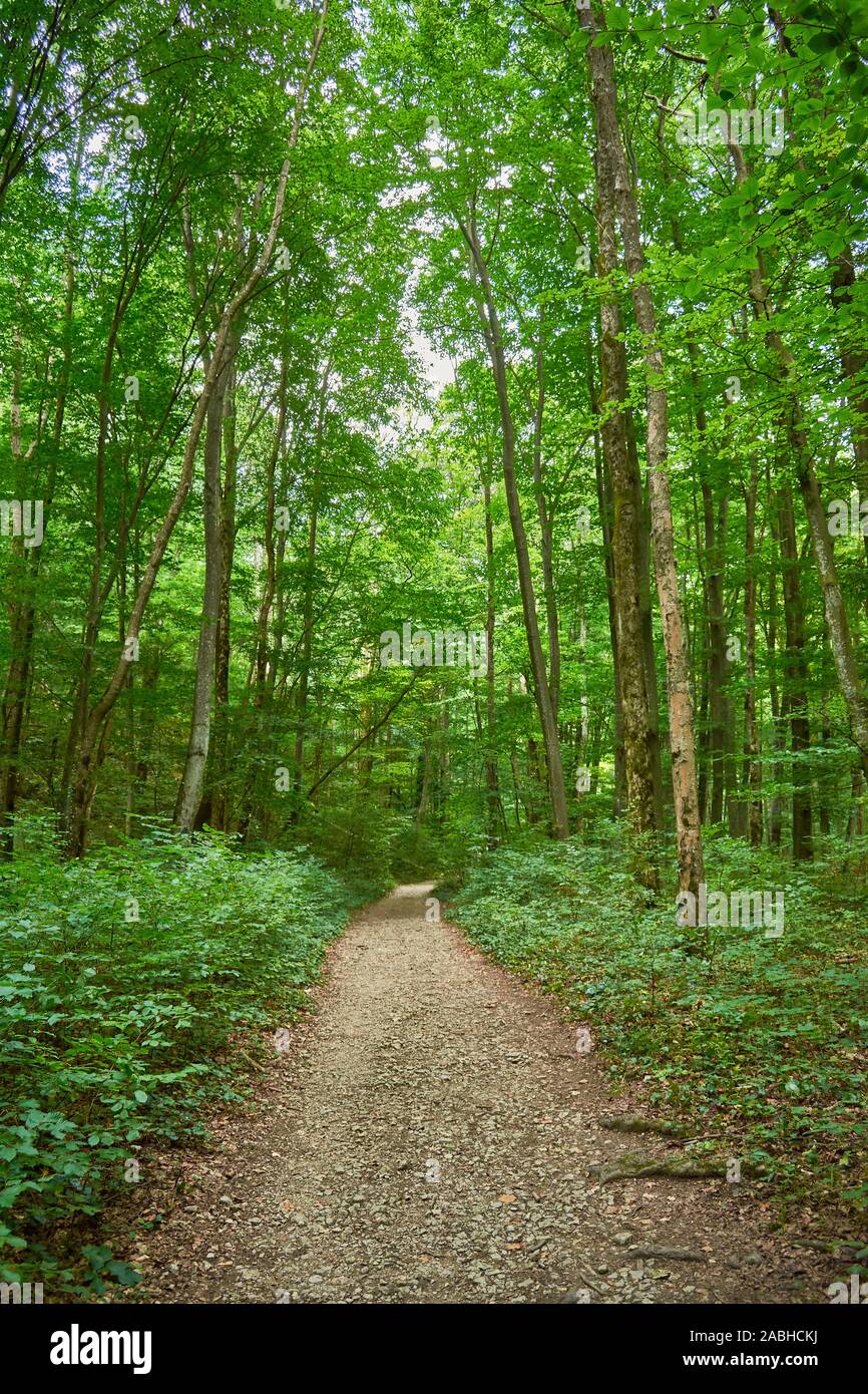 Pathway in the forest Stock Photo - Alamy