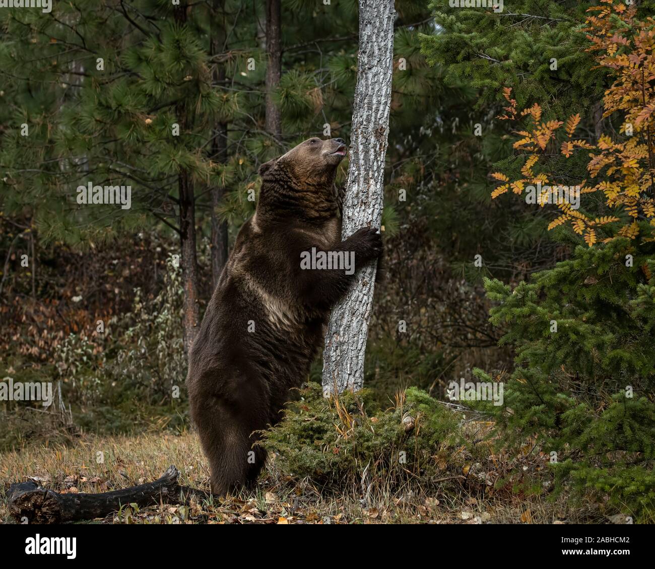 Grizzly Bear in fall colors Stock Photo - Alamy