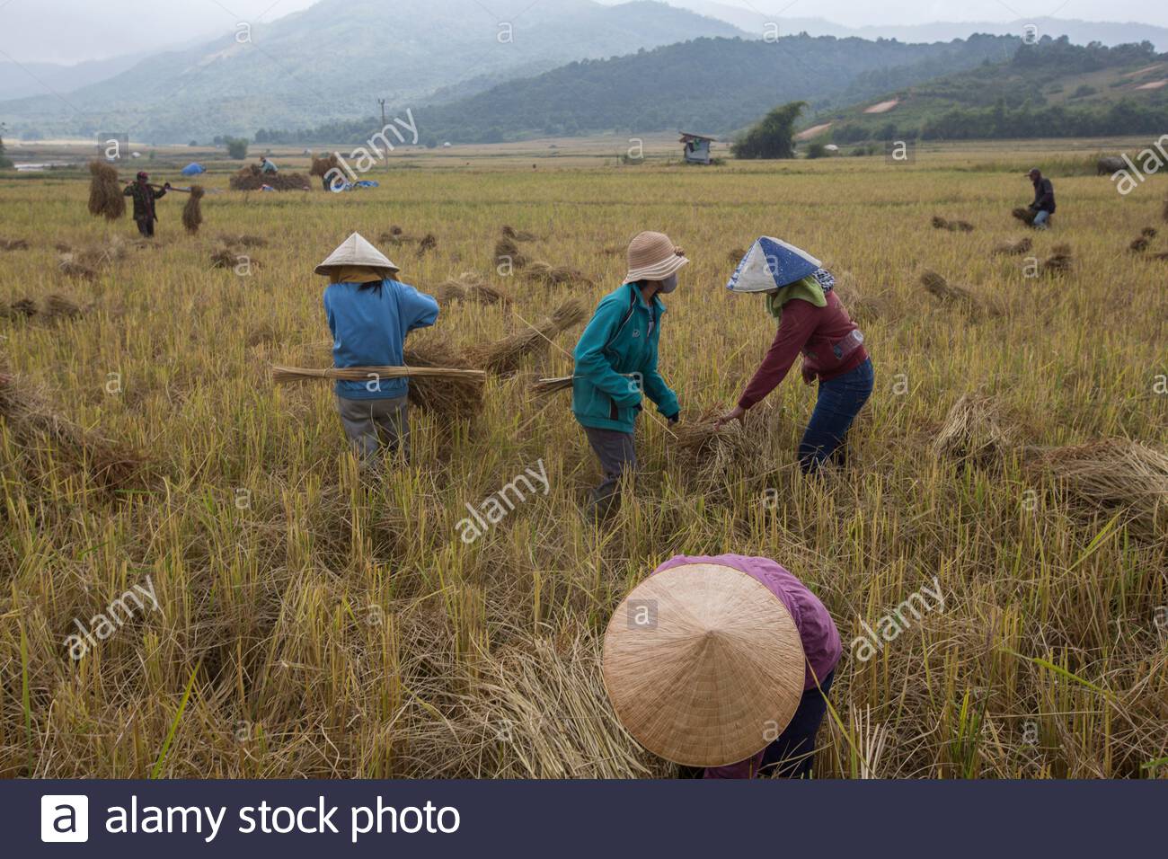 Lao Farmers High Resolution Stock Photography and Images - Alamy