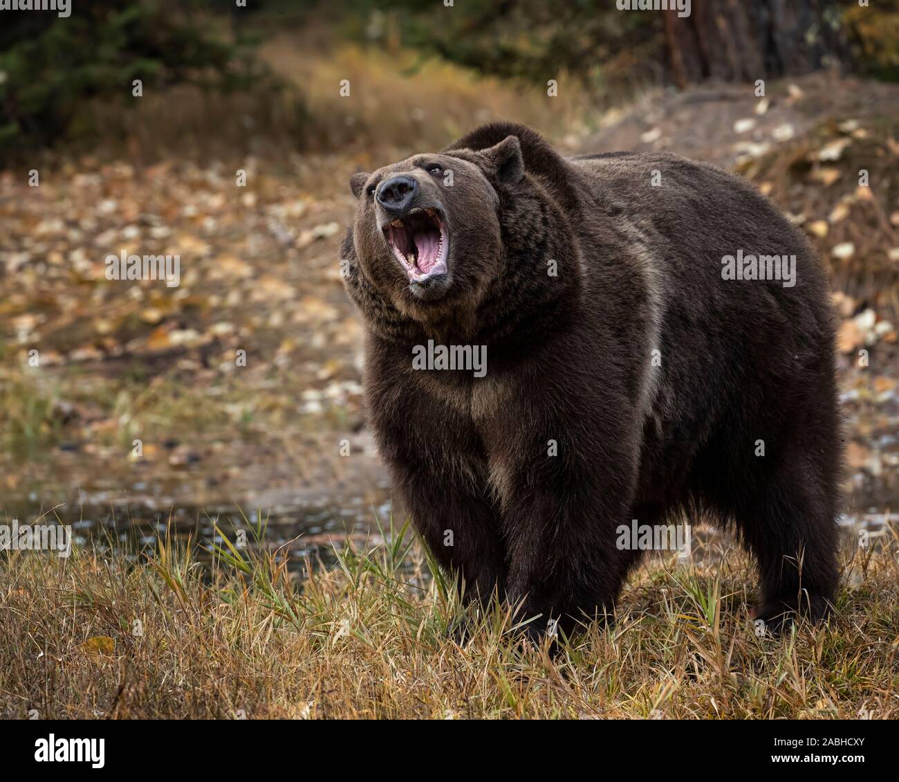 Grizzly Bear in fall colors Stock Photo - Alamy
