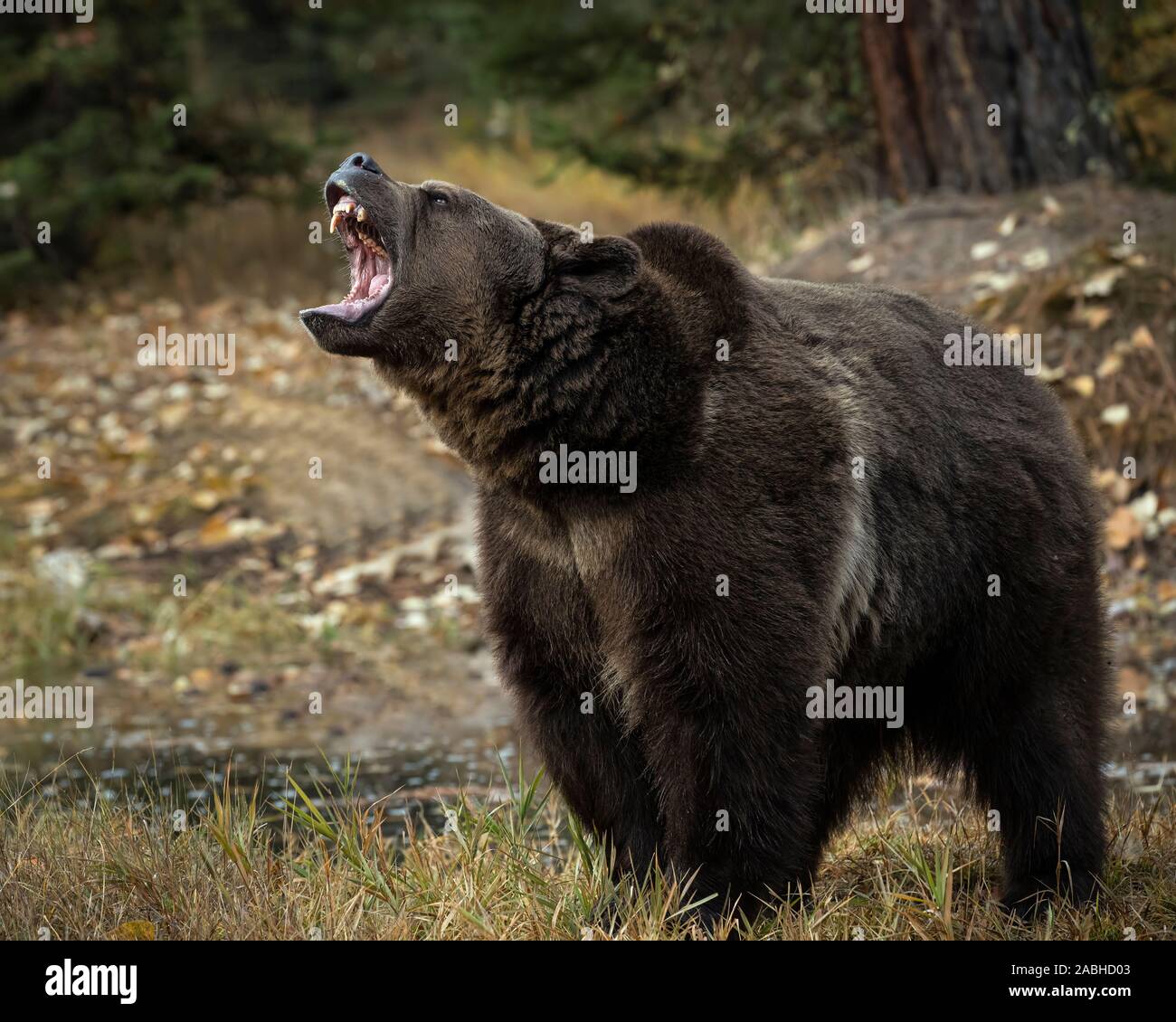 Grizzly Bear in fall colors Stock Photo - Alamy