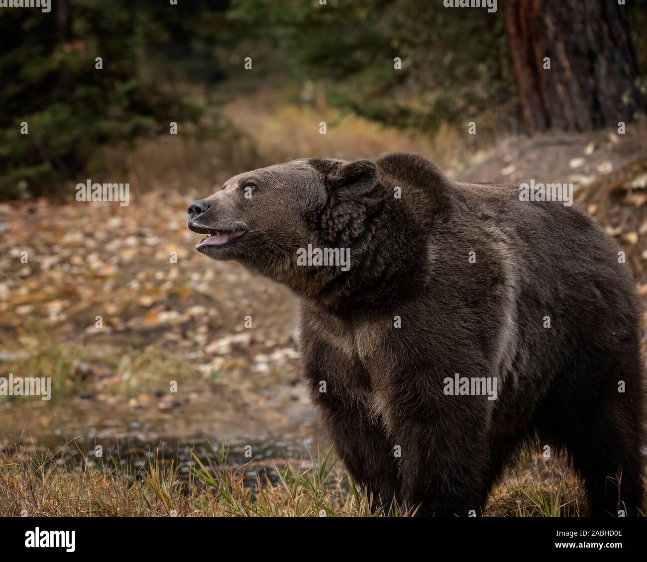 Grizzly Bear in fall colors Stock Photo - Alamy