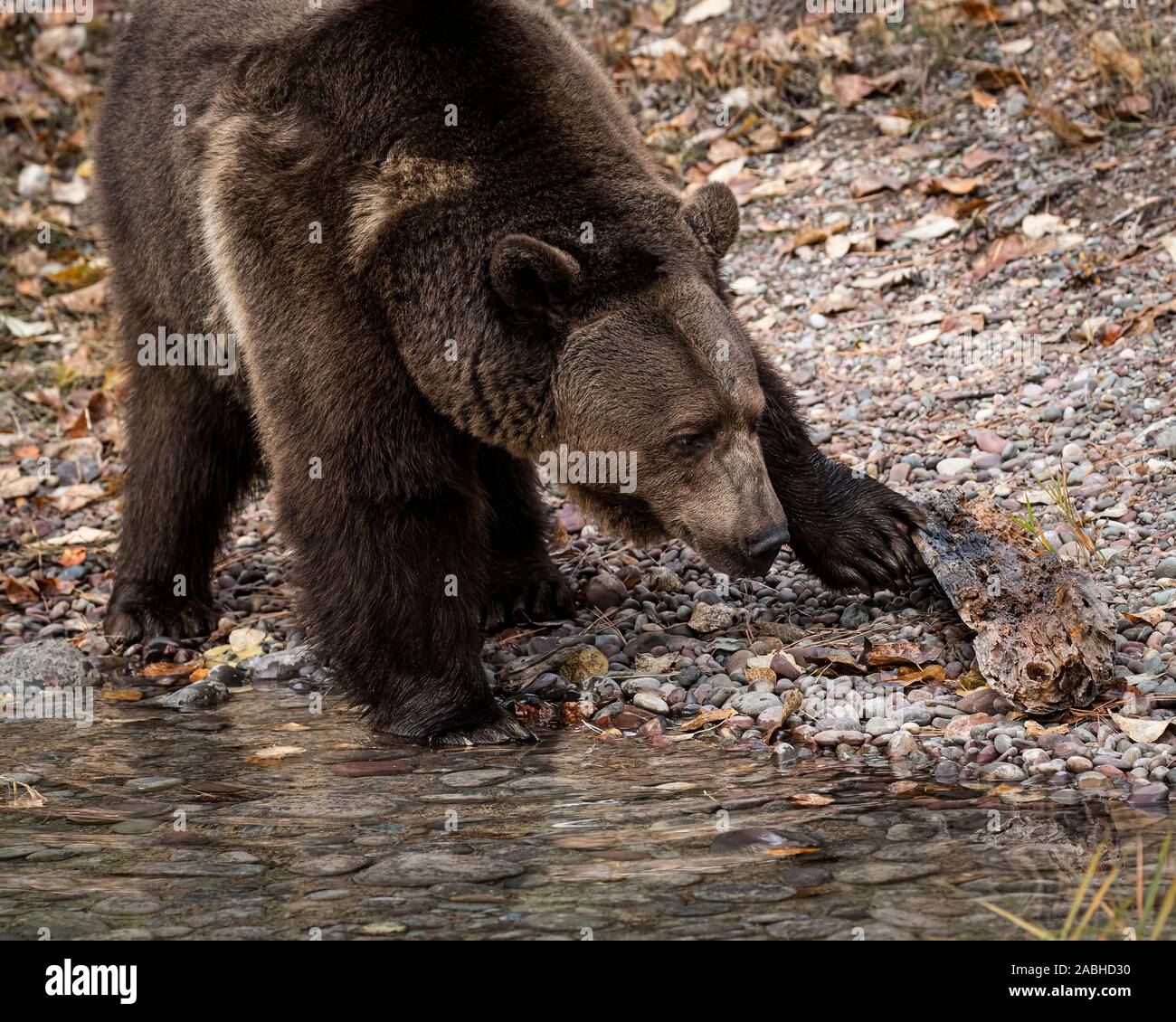 Grizzly Bear in fall colors Stock Photo - Alamy