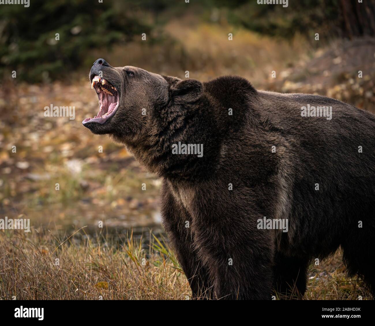 Grizzly Bear in fall colors Stock Photo - Alamy
