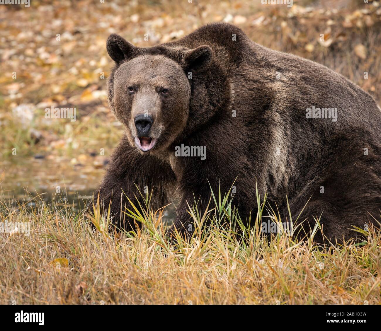 Grizzly Bear in fall colors Stock Photo - Alamy