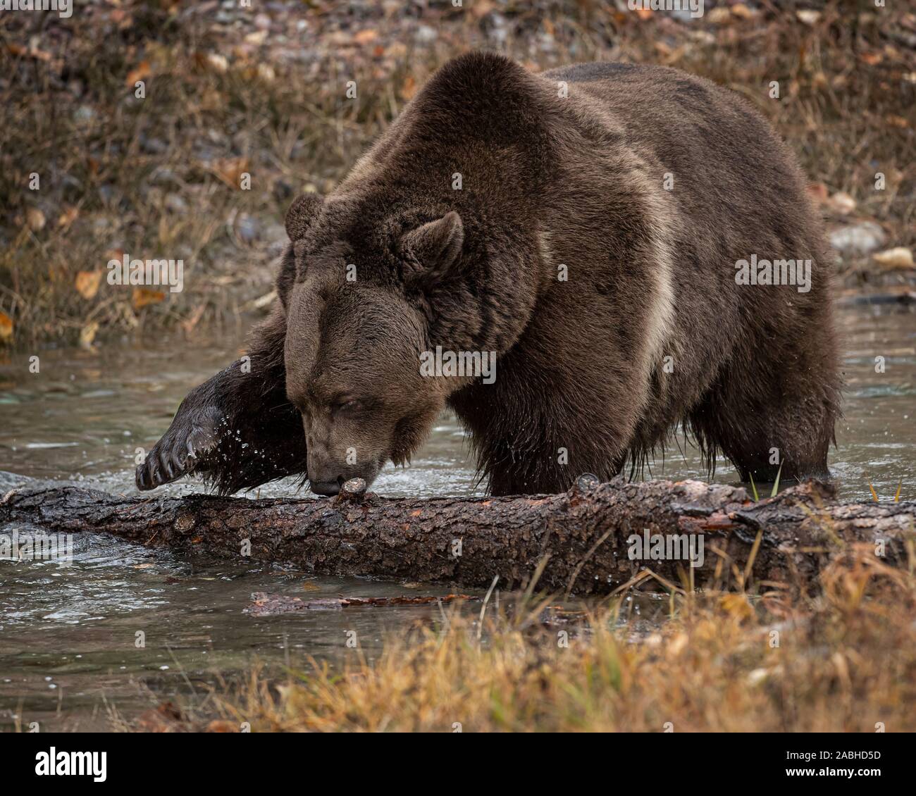 Grizzly Bear in fall colors Stock Photo - Alamy