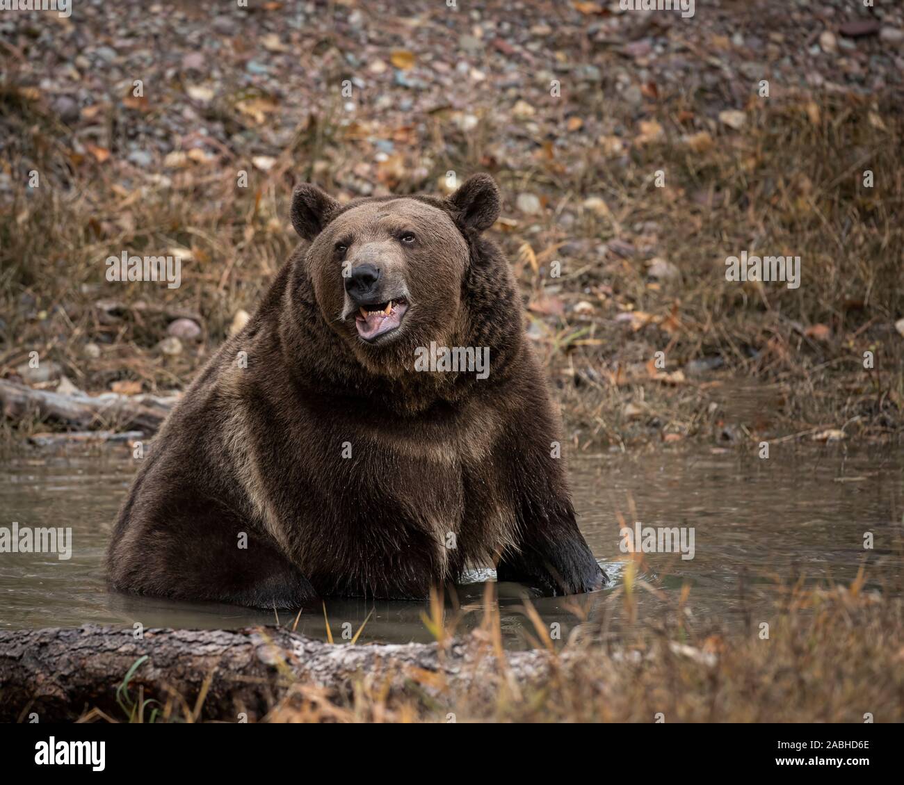 Grizzly Bear in fall colors Stock Photo - Alamy