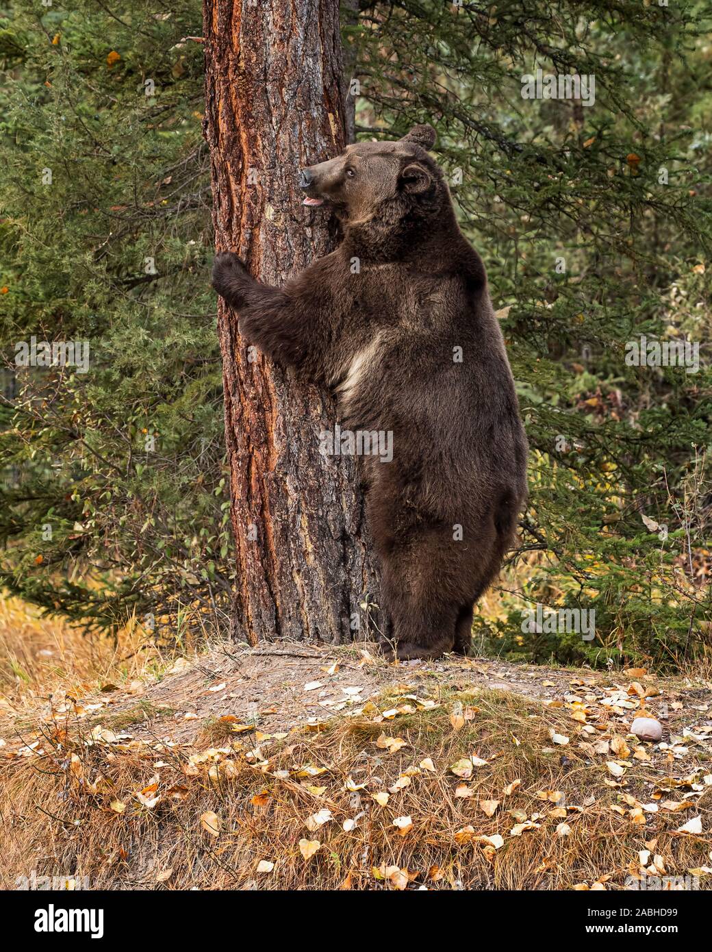 Grizzly Bear in fall colors Stock Photo - Alamy
